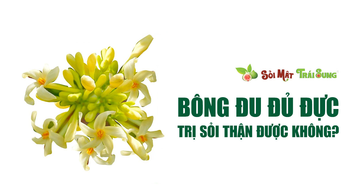 Bông đu đủ đực trị sỏi thận được không?