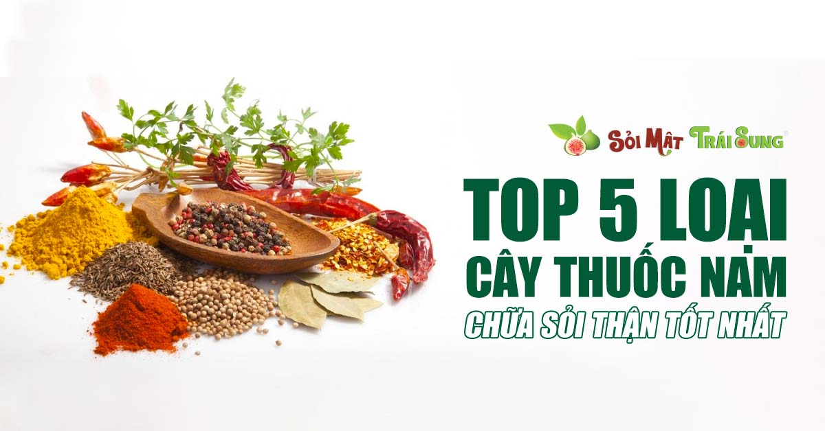 Top 5 loại cây thuốc nam chữa sỏi thận tốt nhất